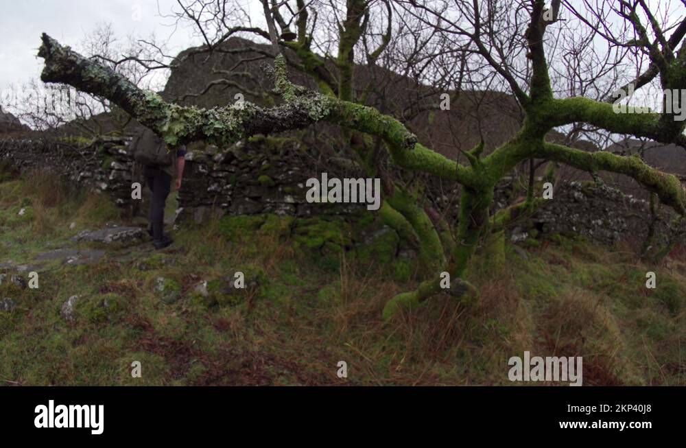 Rusty tree Stock Videos & Footage - HD and 4K Video Clips - Alamy