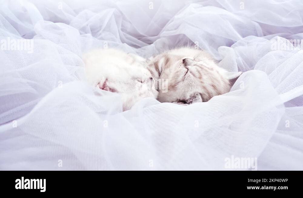 Kittens sleep wrapped in a blue tulle fabric. Two kittens sleep side by ...