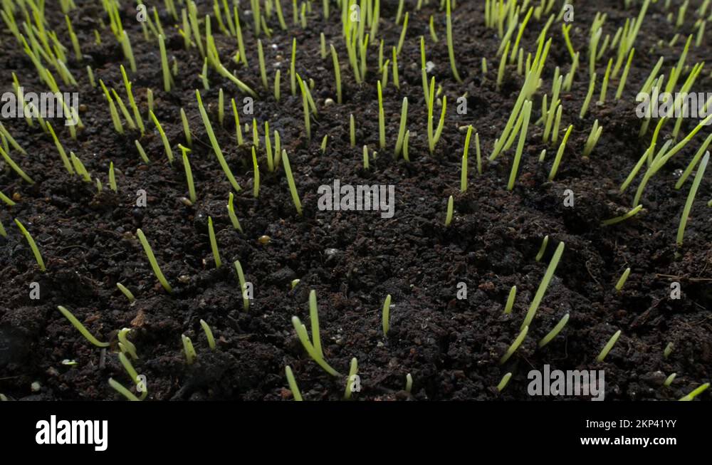 Seedling wheat soil Stock Videos & Footage - HD and 4K Video Clips - Alamy