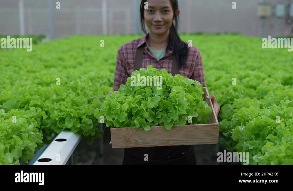 agriculture concept of 4k Resolution. Asian woman carrying vegetables ...
