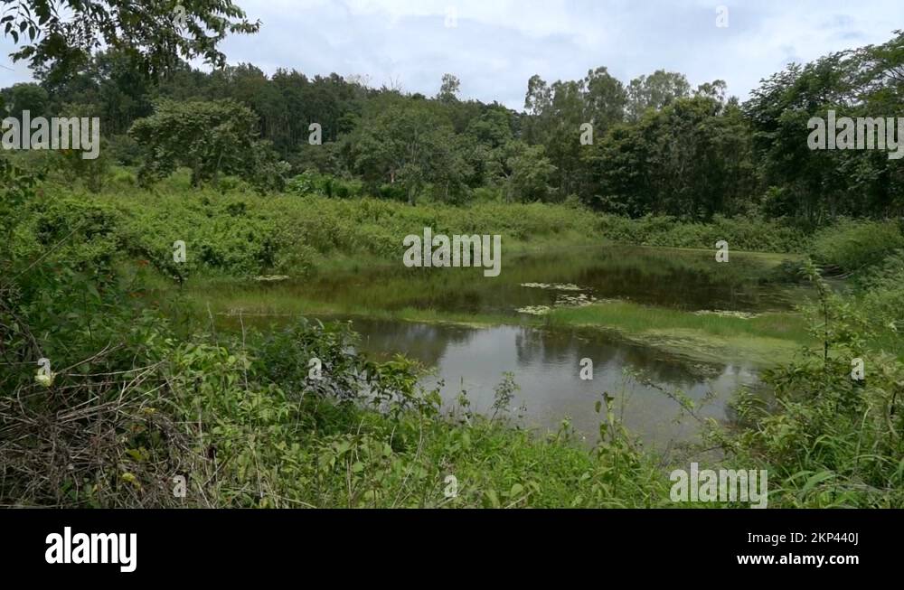 Beautiful kerala greenery Stock Videos & Footage - HD and 4K Video ...