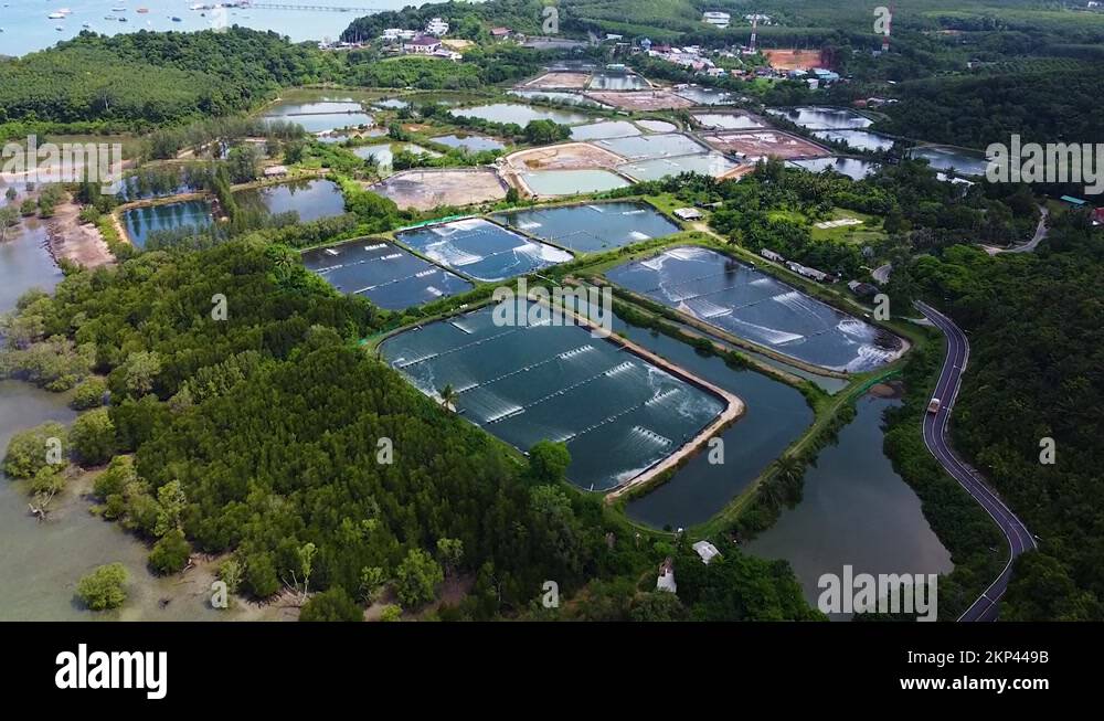 Artificial fish farming Stock Videos & Footage - HD and 4K Video Clips ...