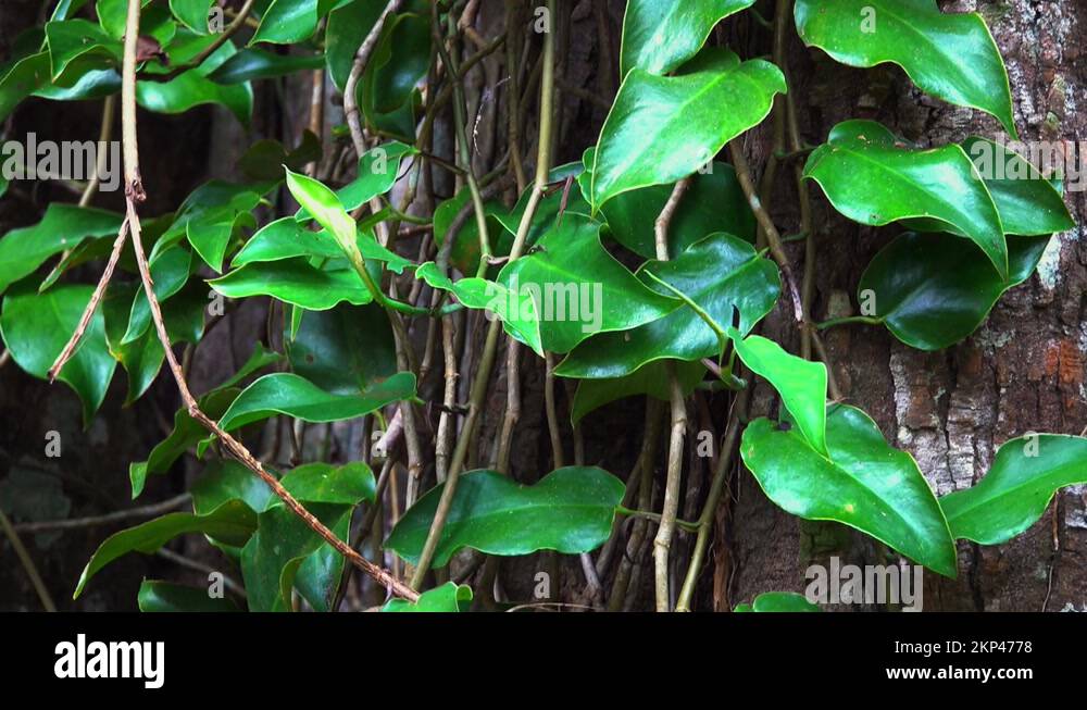 Creeping tree Stock Videos & Footage - HD and 4K Video Clips - Alamy