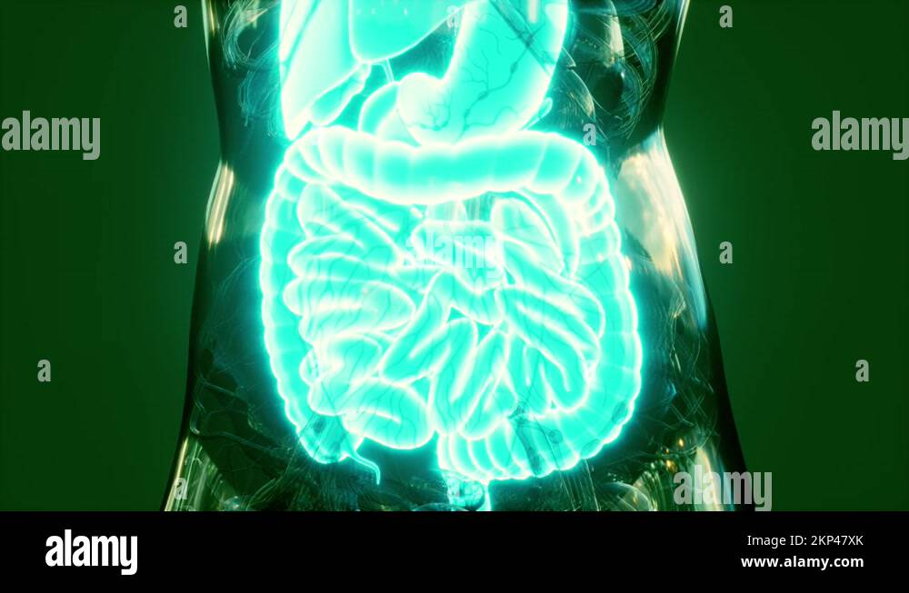 Anatomy of human body with digestive system Stock Video Footage - Alamy