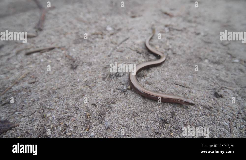 Blind ground snake Stock Videos & Footage - HD and 4K Video Clips - Alamy
