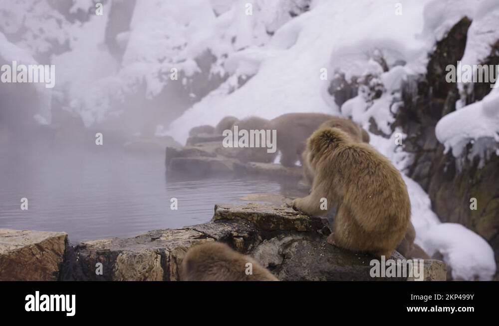 Snow Monkeys Gathering at Hot Spring Pools in Jigokudani Valley, Japan ...