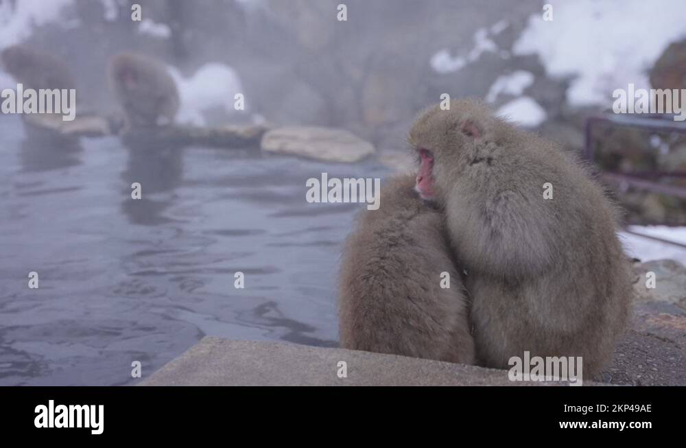 Monkeys hugging Stock Videos & Footage - HD and 4K Video Clips - Alamy