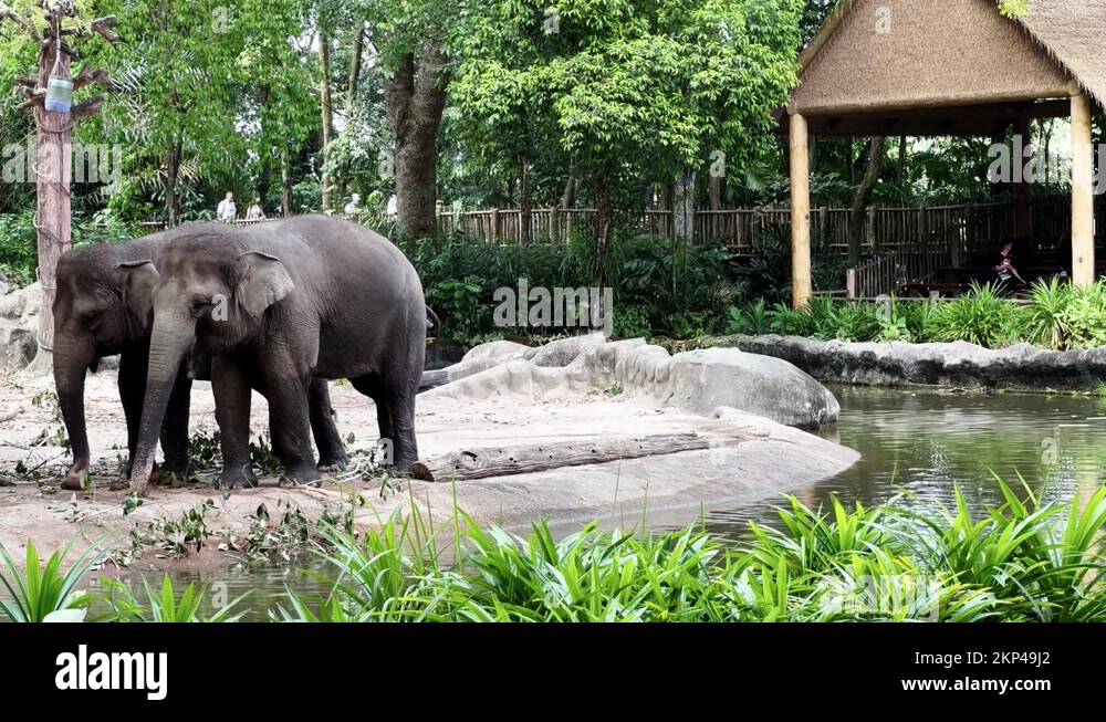 Elephas maximus tail Stock Videos & Footage - HD and 4K Video Clips - Alamy