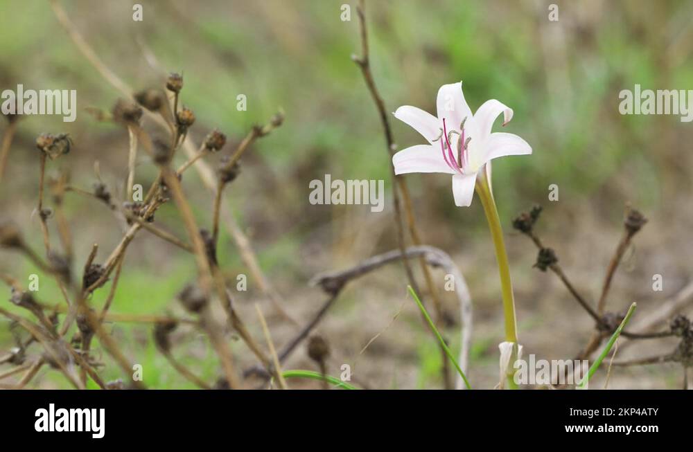 Flower of the kalahari Stock Videos & Footage - HD and 4K Video Clips ...