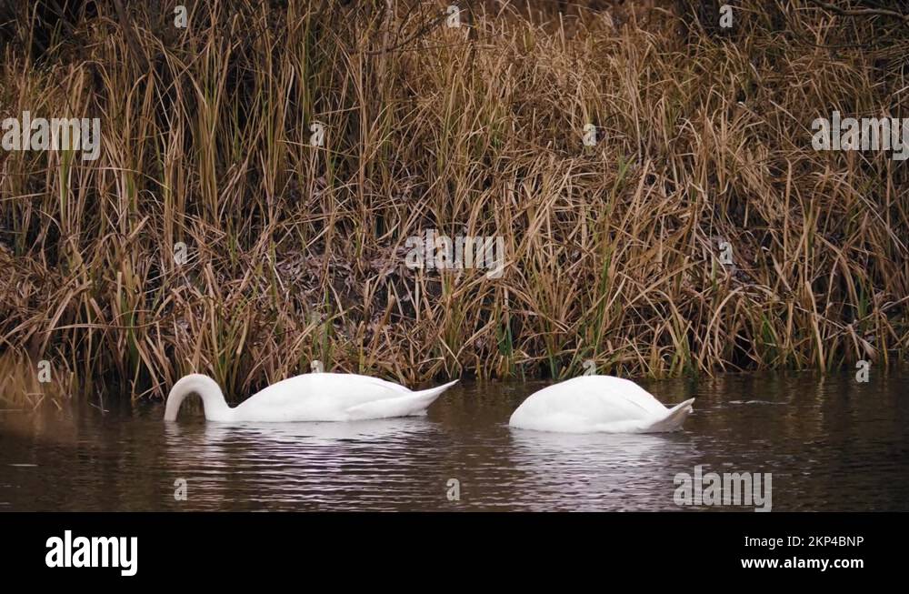 Bond background Stock Videos & Footage - HD and 4K Video Clips - Alamy