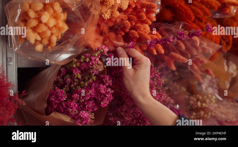 Rose delphinium Stock Videos & Footage - HD and 4K Video Clips - Alamy