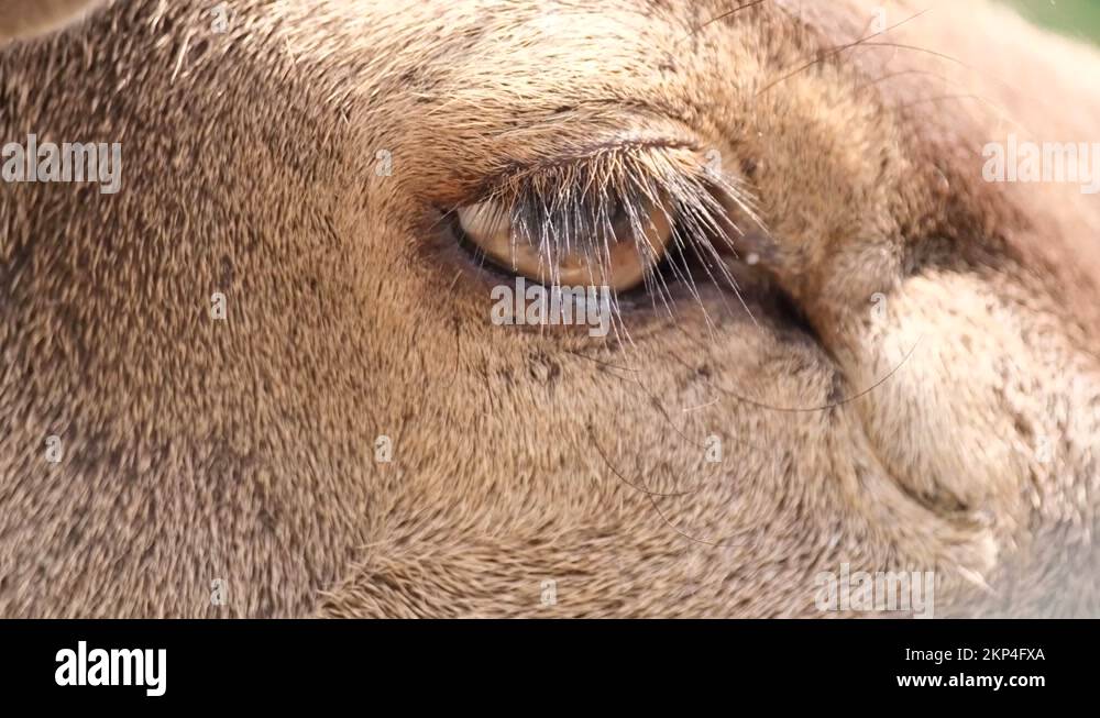 Big eye deer Stock Videos & Footage - HD and 4K Video Clips - Alamy