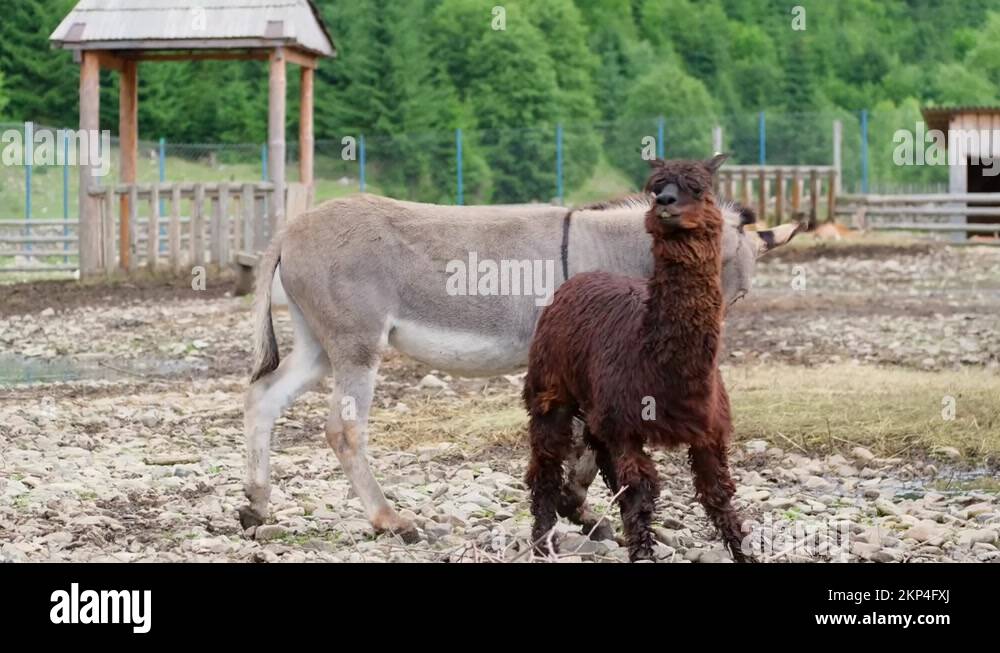 Two donkey animals Stock Videos & Footage - HD and 4K Video Clips - Alamy