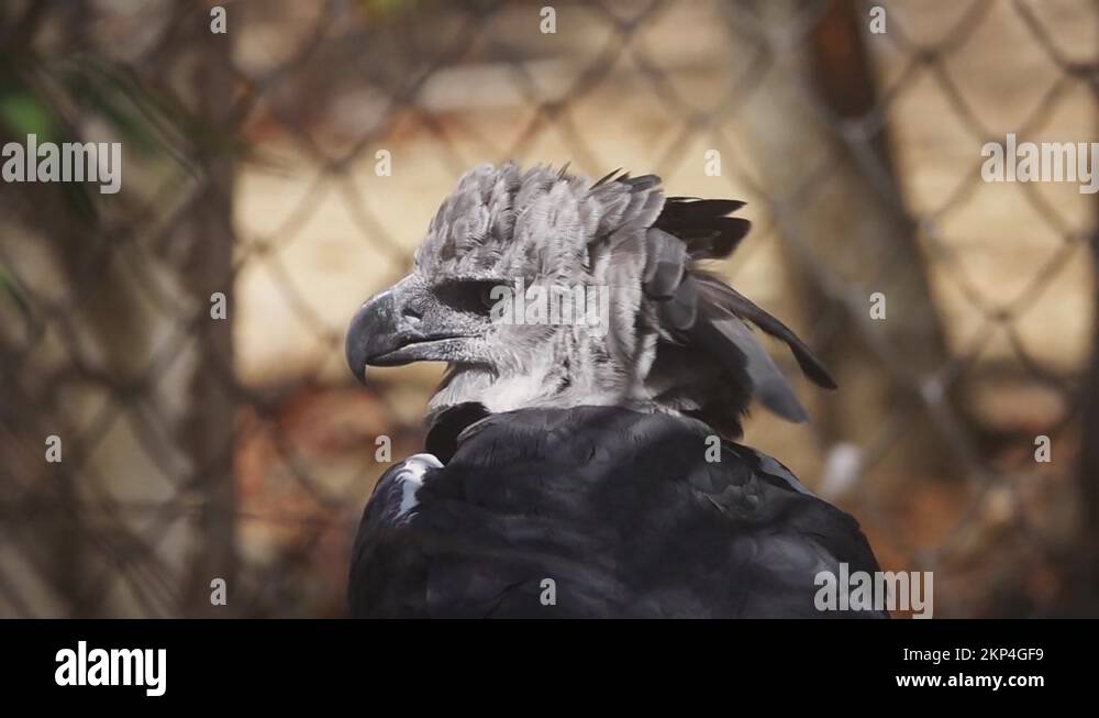 Harpy Eagle Bird Harpia harpyja in Zoo Stock Video Footage - Alamy