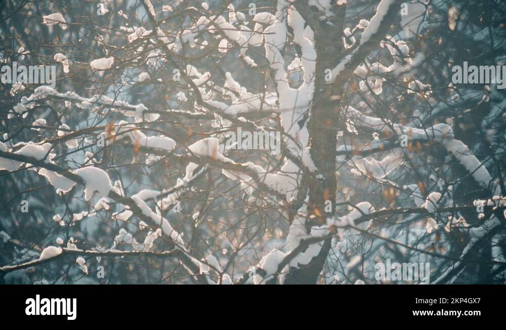 Tangled trunk Stock Videos & Footage - HD and 4K Video Clips - Alamy