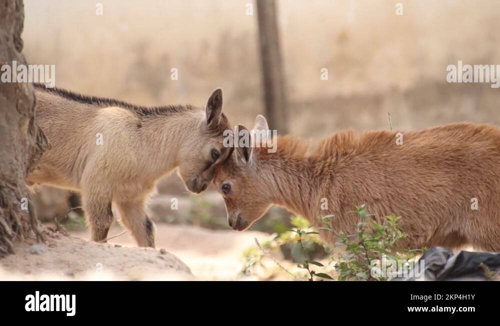Two small horns Stock Videos & Footage - HD and 4K Video Clips - Alamy