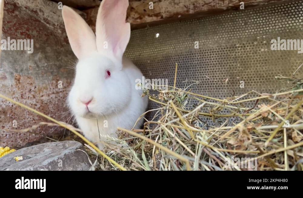 White bunny pink eyes Stock Videos & Footage - HD and 4K Video Clips ...