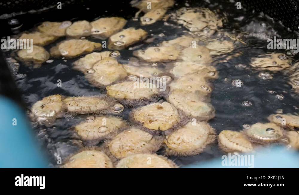 Highly prized seafood Stock Videos & Footage - HD and 4K Video Clips ...