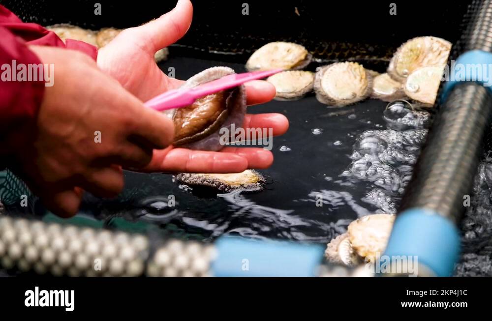 Looking at anatomy of Haliotis midae (South African abalone); aquafarm ...