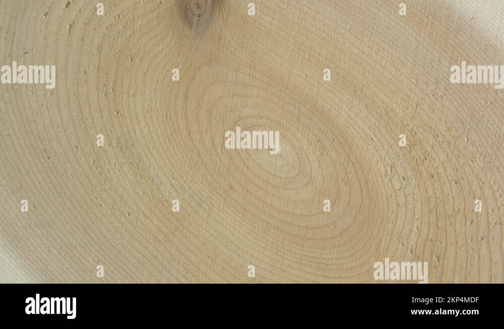 Old Ash tree rings texture close up. Wooden circle stump trunk ...
