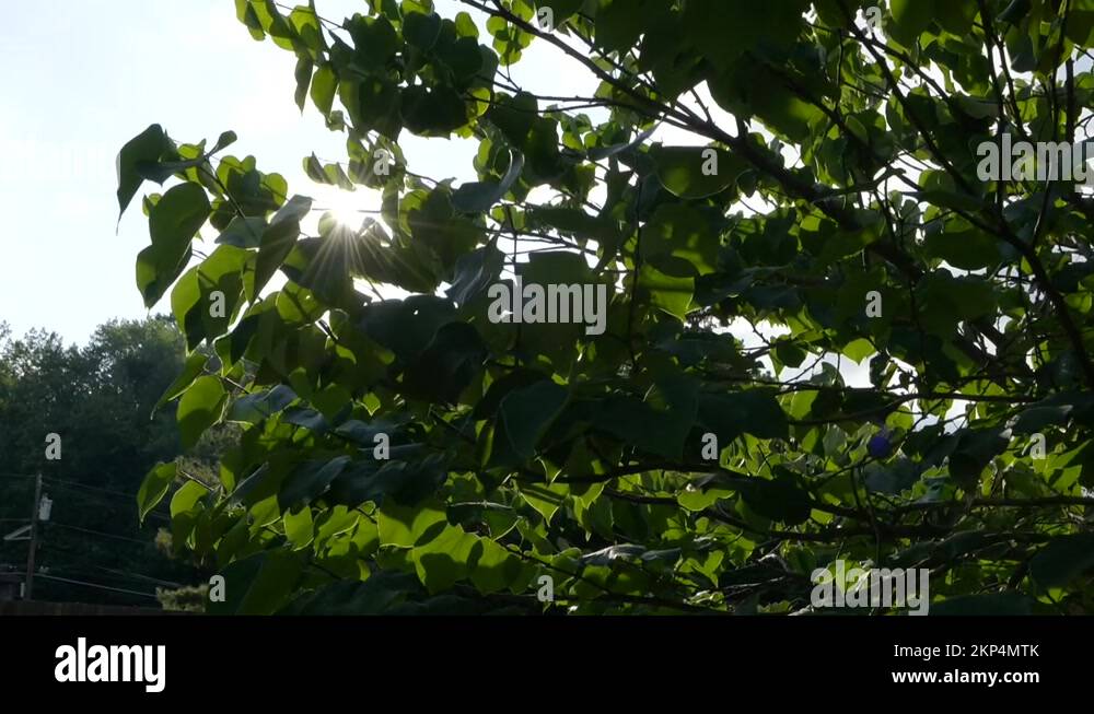 Blocked out sun Stock Videos & Footage - HD and 4K Video Clips - Alamy