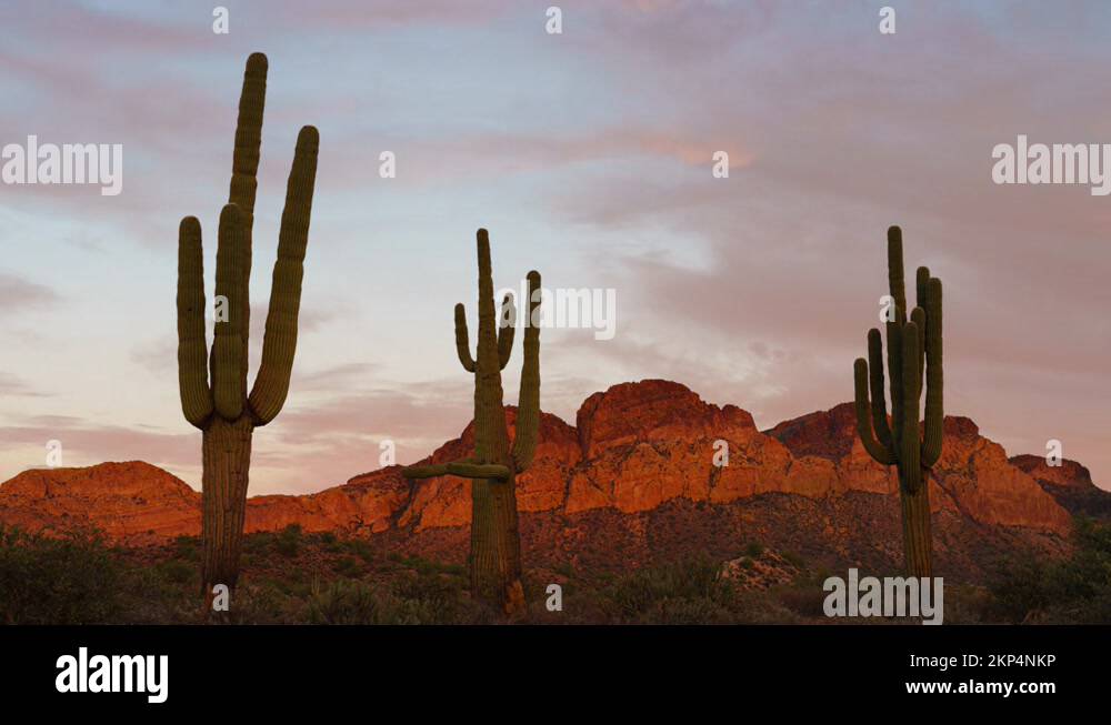 Desert cactus arizona sunset Stock Videos & Footage - HD and 4K Video ...