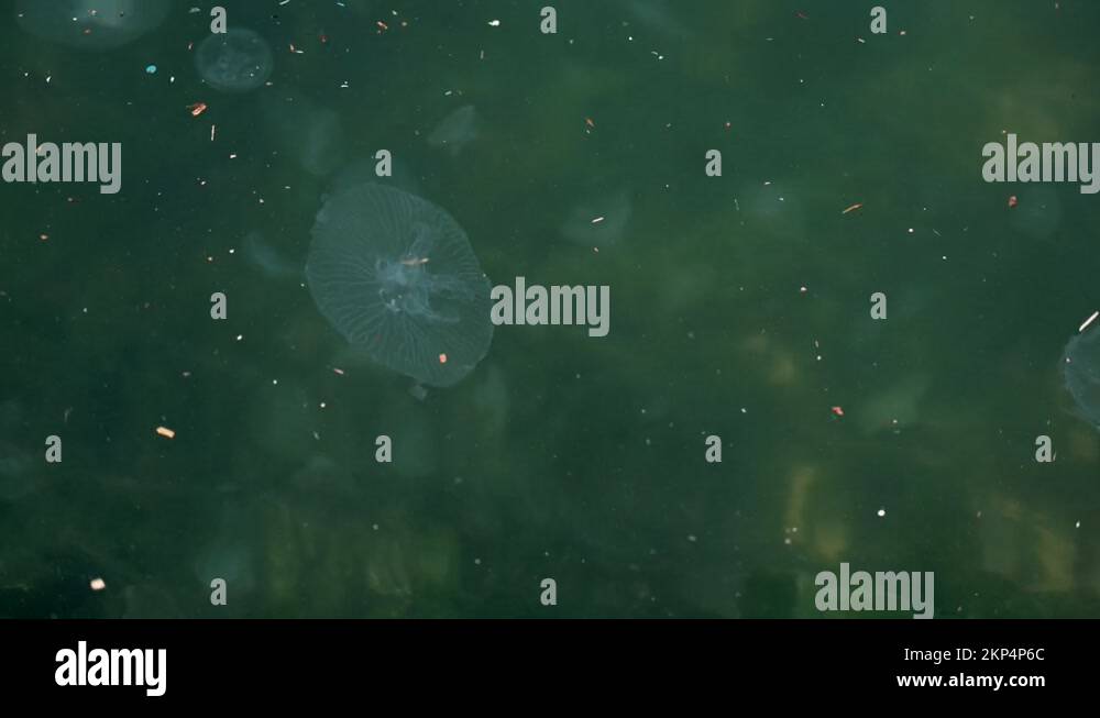 Swarm in water Stock Videos & Footage - HD and 4K Video Clips - Alamy