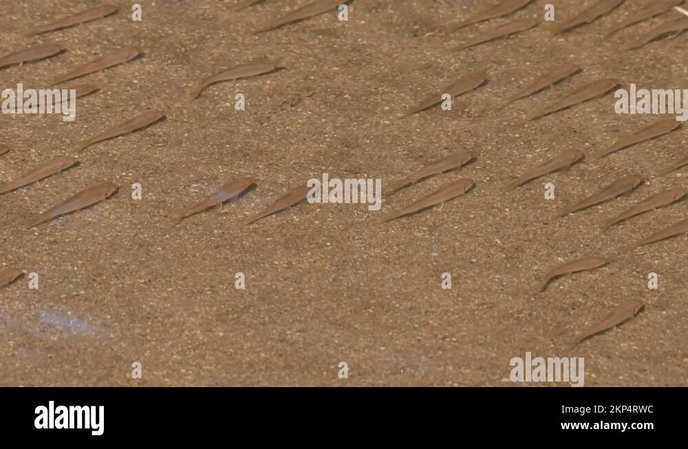 Evenly spread Stock Videos & Footage - HD and 4K Video Clips - Alamy