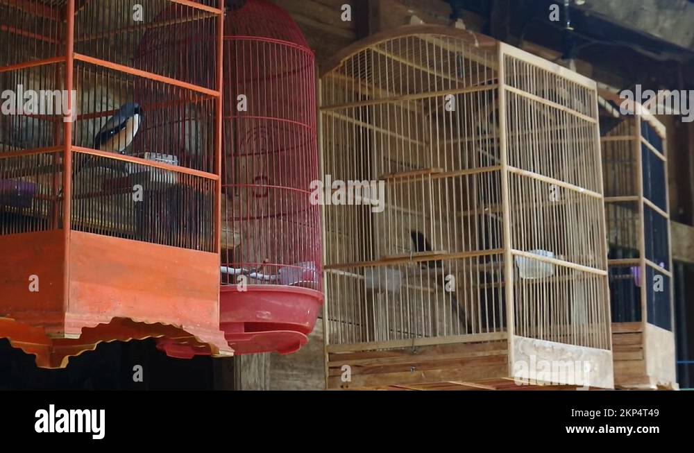 Birds in cages bird market Stock Videos & Footage - HD and 4K Video ...