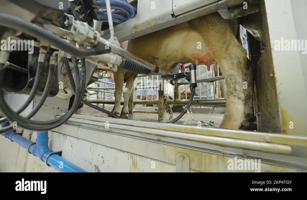 Robotic milking machine Stock Videos & Footage - HD and 4K Video Clips ...