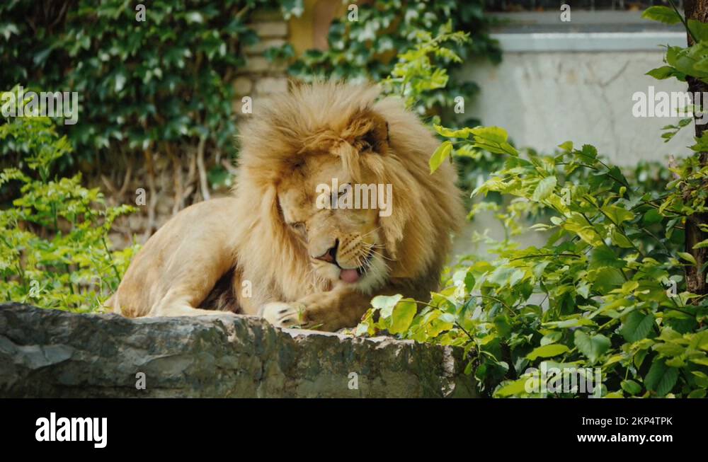 A terrible lion Stock Videos & Footage - HD and 4K Video Clips - Alamy