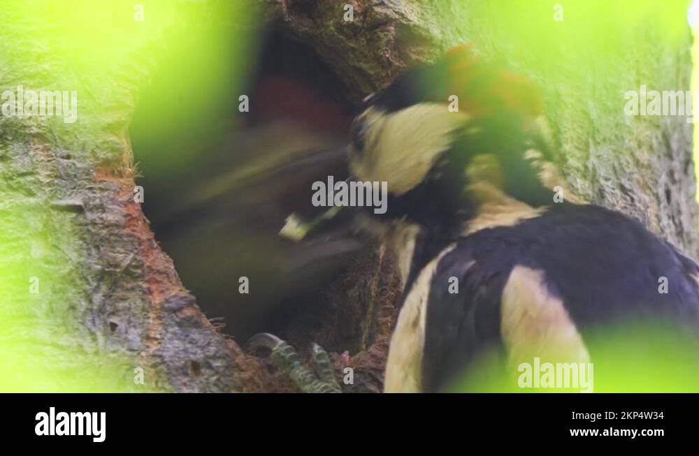 Wildlife birdwatching Stock Videos & Footage - HD and 4K Video Clips ...