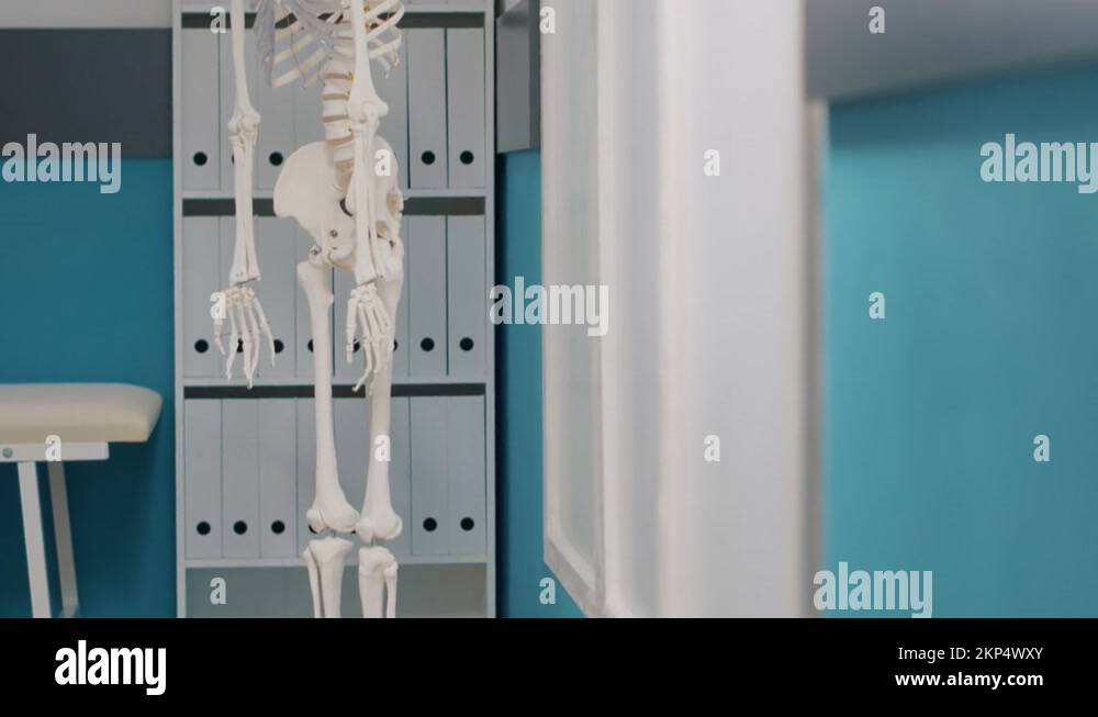 Human skeleton with bones and spinal cord in osteopathy office Stock ...