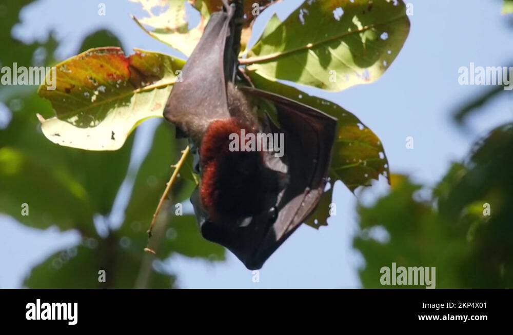Flying fox in Thailand Stock Video Footage - Alamy
