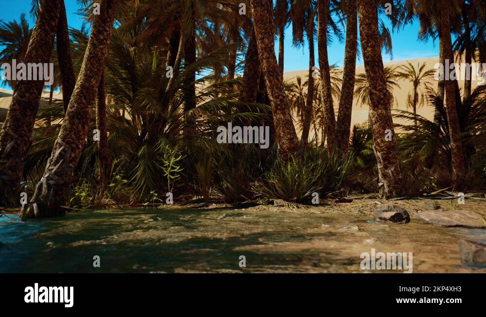 Sahara desert date palm Stock Videos & Footage - HD and 4K Video Clips ...