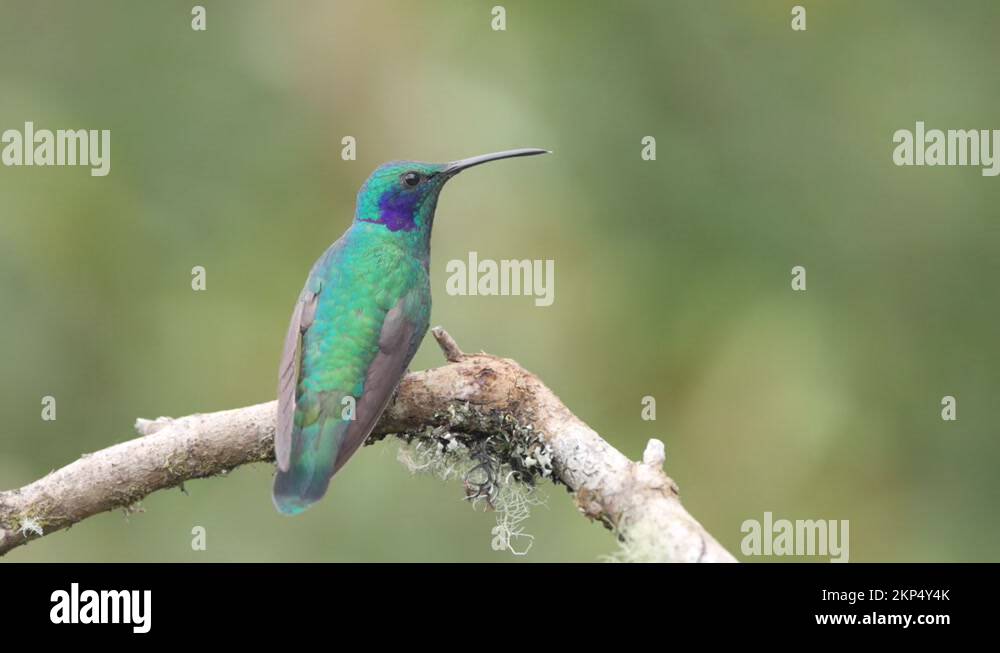slow motion rear view clip of a lesser violetear hummingbird on a perch ...
