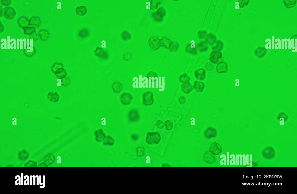 Spores of fungi and other organisms. Biological synthesis of rare and ...