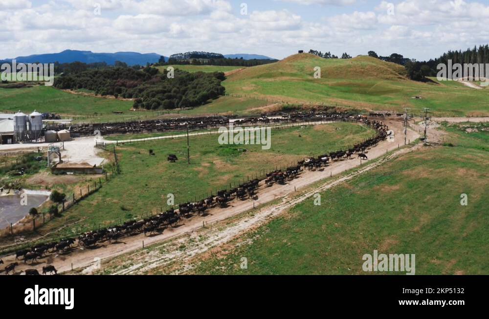 Cattle ranch aerial Stock Videos & Footage - HD and 4K Video Clips - Alamy