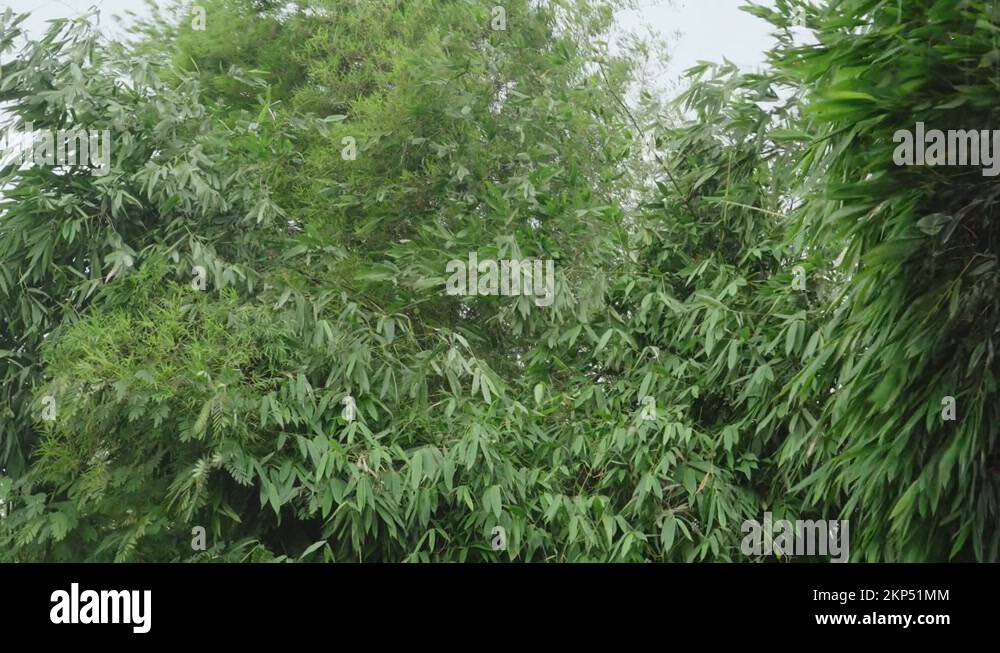 Bamboo forest in cold weather Stock Videos & Footage - HD and 4K Video ...