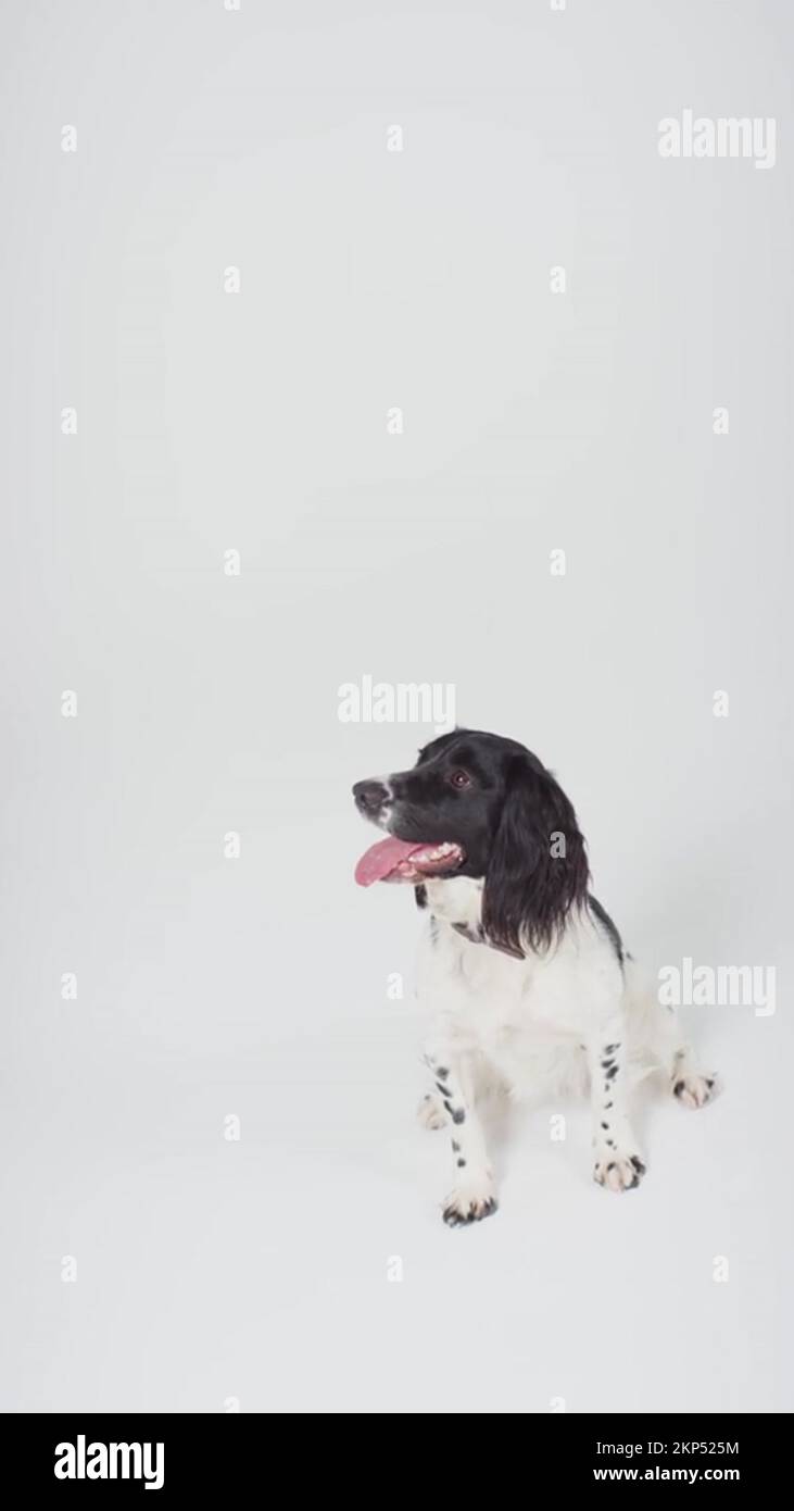 Spaniel dog vertical Stock Videos & Footage - HD and 4K Video Clips - Alamy
