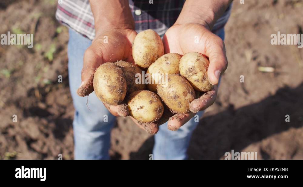 Holding potatoes Stock Videos & Footage - HD and 4K Video Clips - Alamy