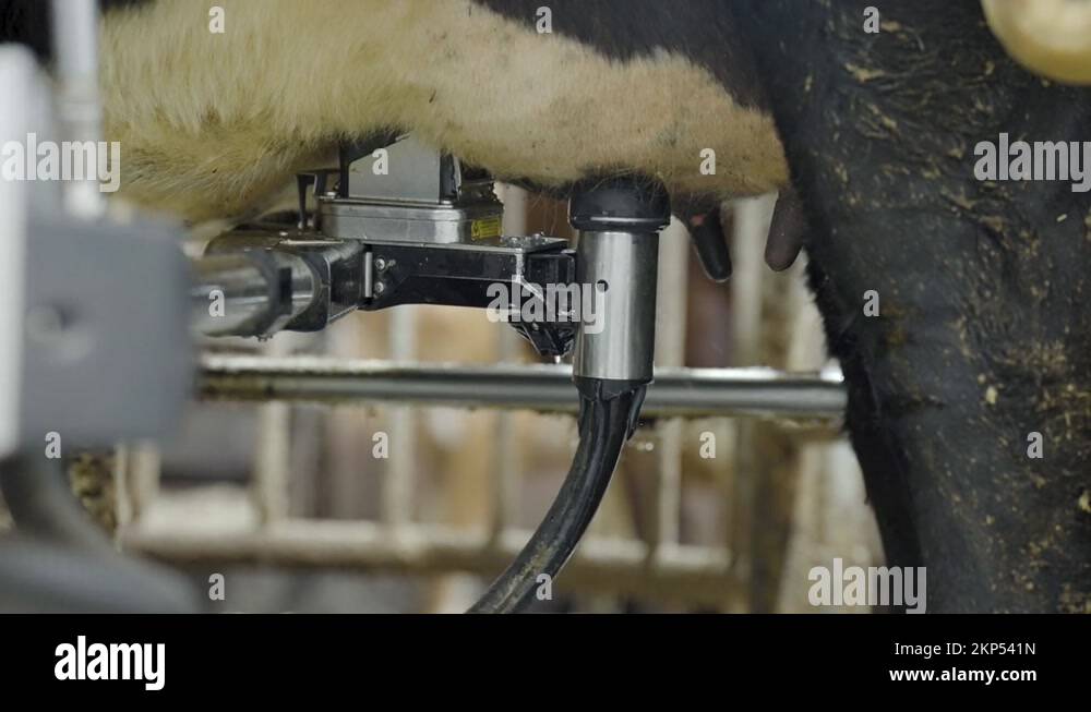 Cow udder being milked by a robotic machine. New technology and farming ...