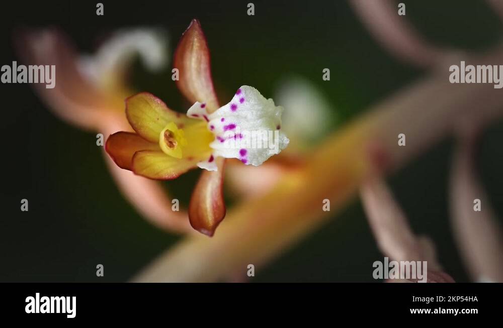 Portrait orientation nature Stock Videos & Footage - HD and 4K Video ...