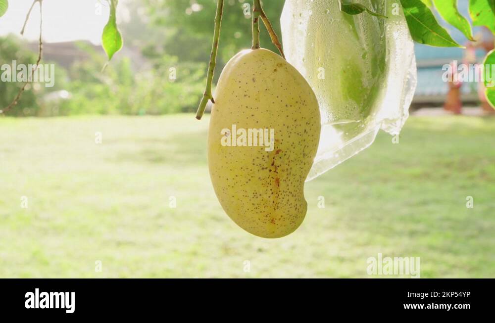 Yellow mango tree Stock Videos & Footage - HD and 4K Video Clips - Alamy