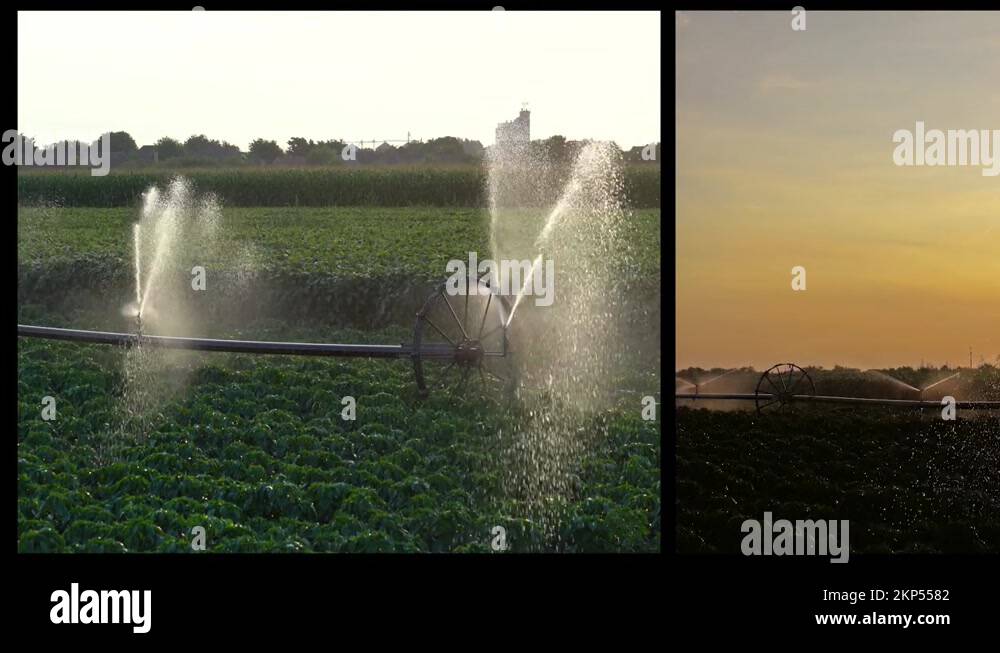 Irrigated with sprinkler systems Stock Videos & Footage - HD and 4K ...