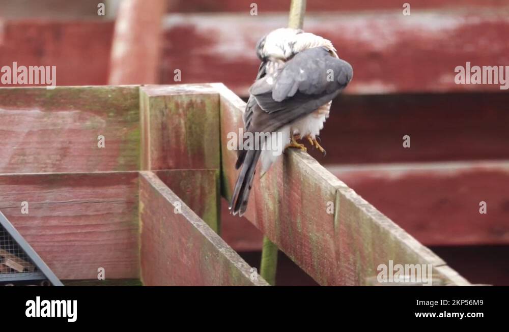 Sparrowhawk feather Stock Videos & Footage - HD and 4K Video Clips - Alamy