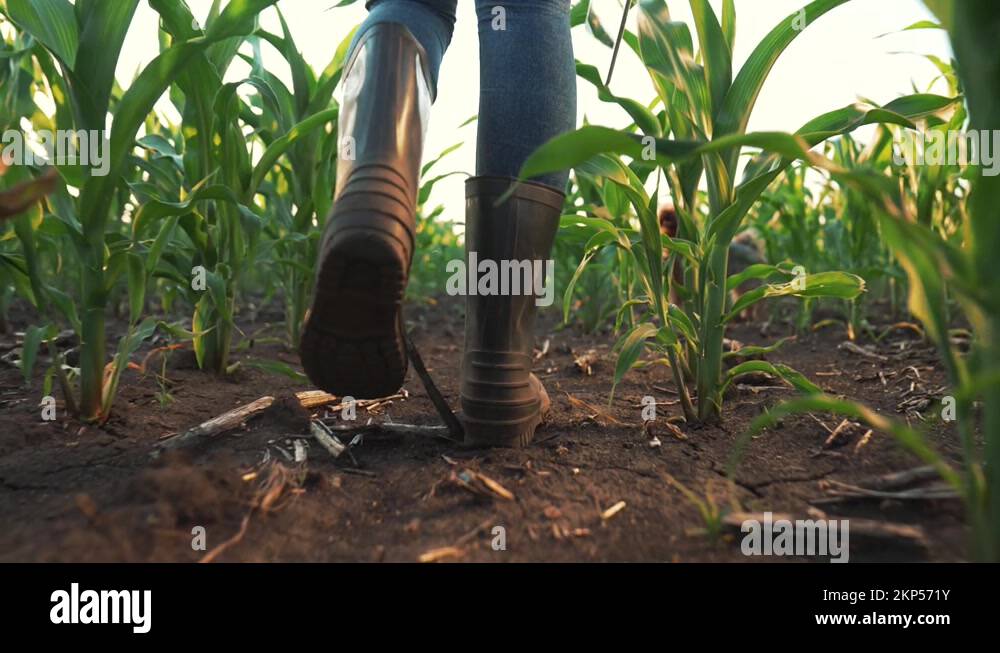 Agriculture. Farmer in rubber boots walk through cornfield. Maize ...