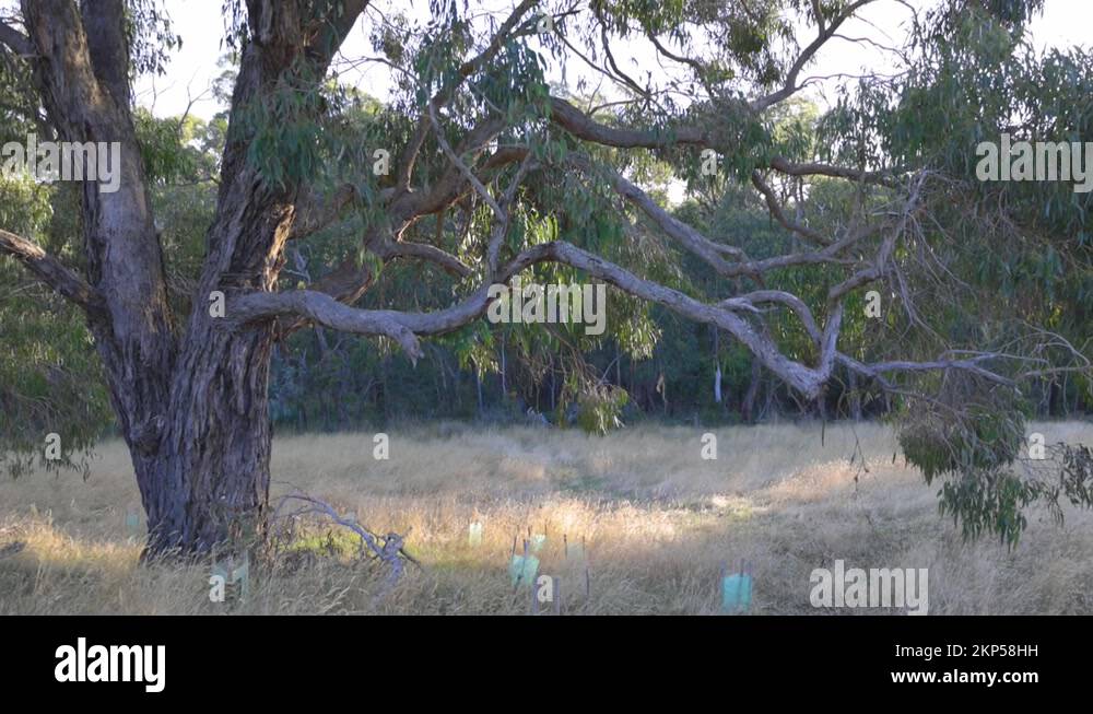 Big gnarly tree Stock Videos & Footage - HD and 4K Video Clips - Alamy