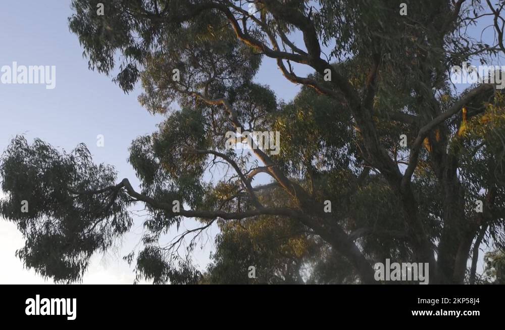 Victoria high country tree Stock Videos & Footage - HD and 4K Video ...