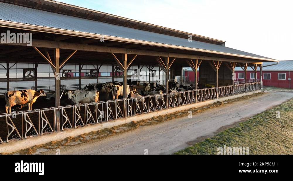 Holstein farm usa Stock Videos & Footage - HD and 4K Video Clips - Alamy